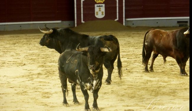 Tipos de pelaje o «Pintas» del toro de lidia